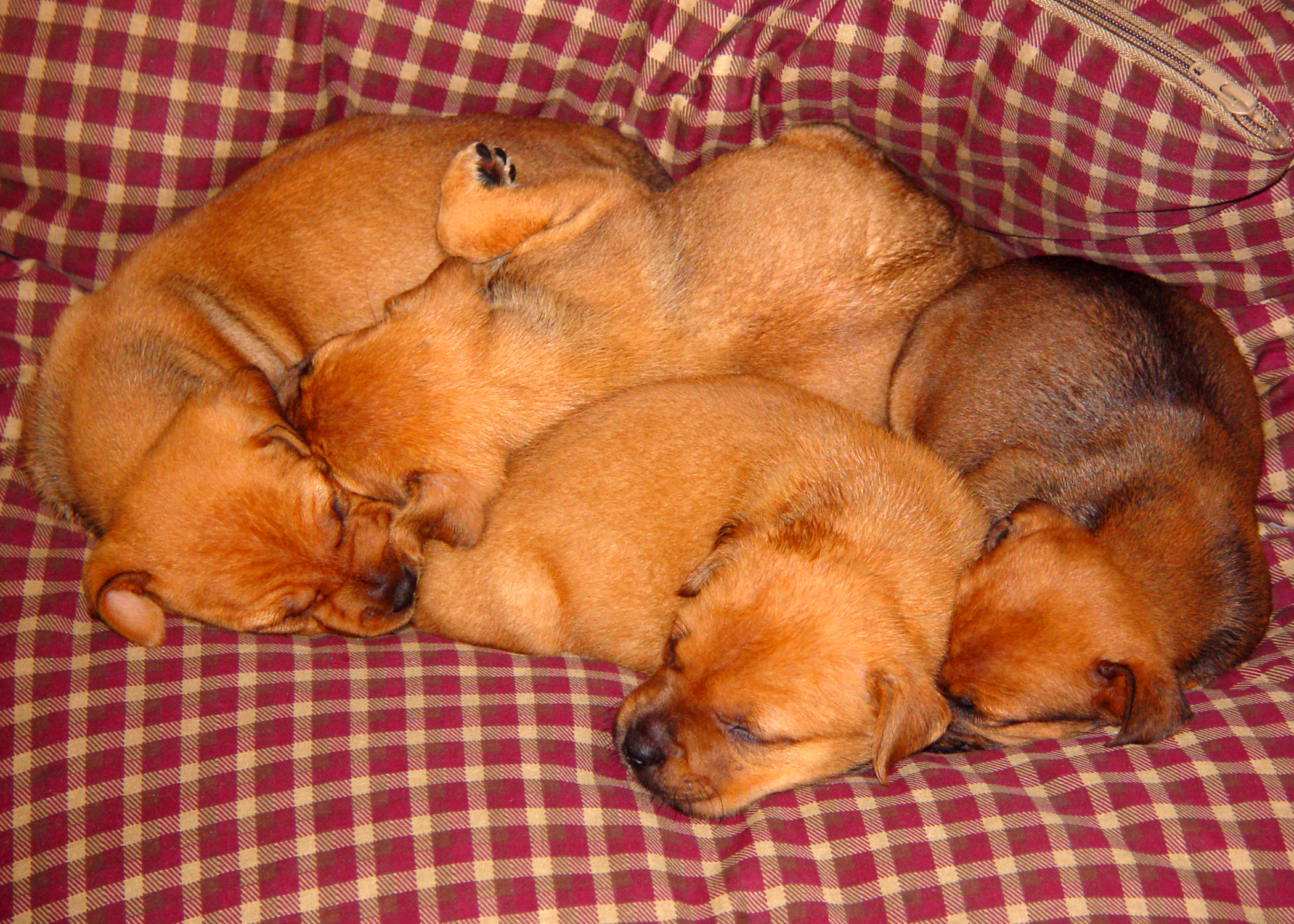 Puppy Pile Daily Compass