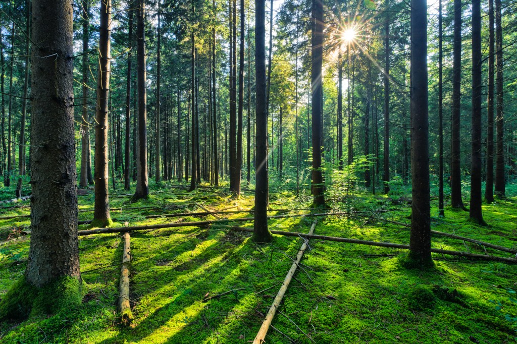 Nature – Daily Compass